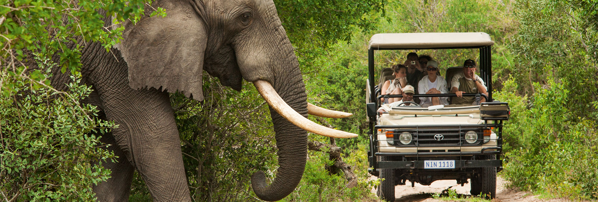 Safari E-guide | Acqua