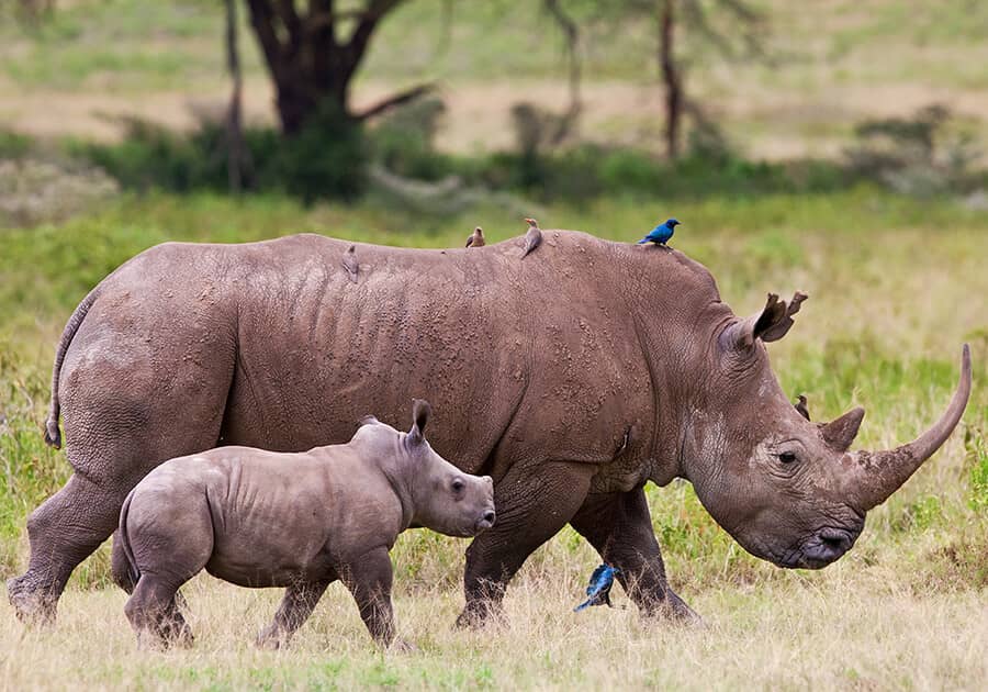 Simba Safari | Acqua Travels