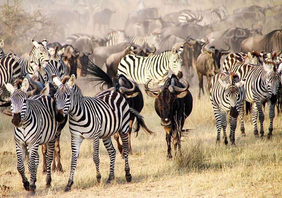 Simba Safari | Acqua Travels